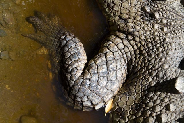 Ceilydh Set Sail: Crocodile Smile—the close-up version