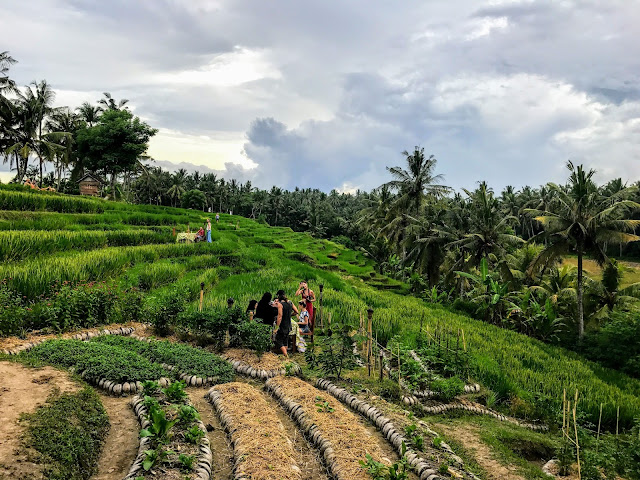 Travel Guide to Ubud, Bali | JohnnyFD.com - Follow the Journey of a ...