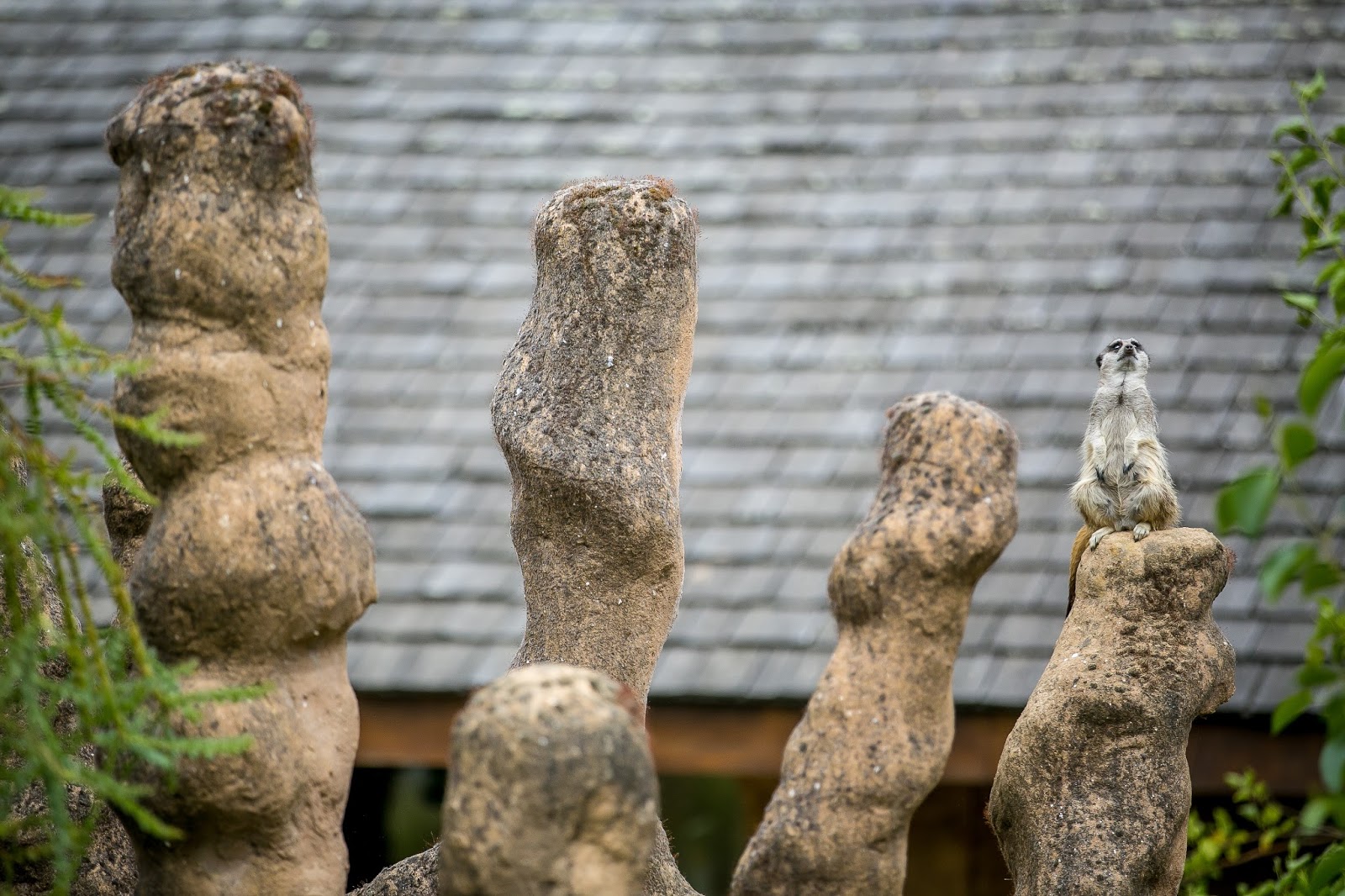 The heritage year: Durrell - Jersey Zoo