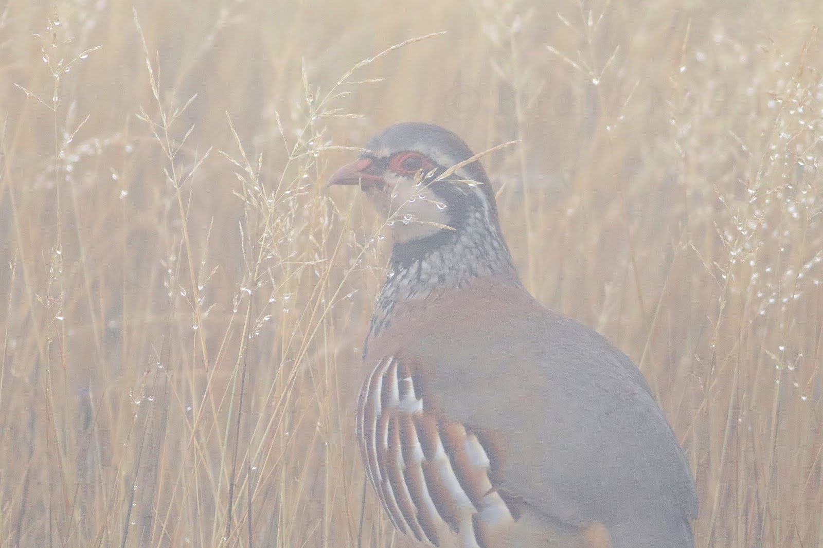 Birding Madeira: 2019.09