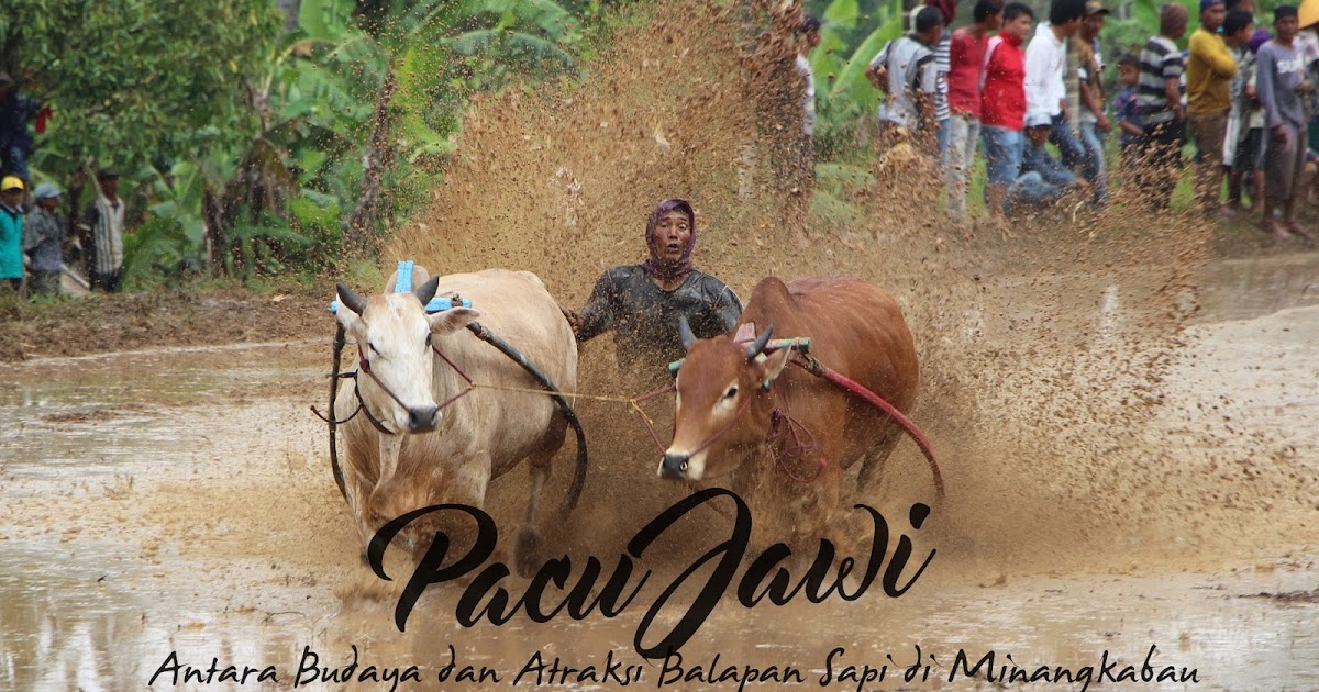 Jelajah Nagari Awak: Pacu Jawi Antara Budaya dan Atraksi Balapan Sapi ...