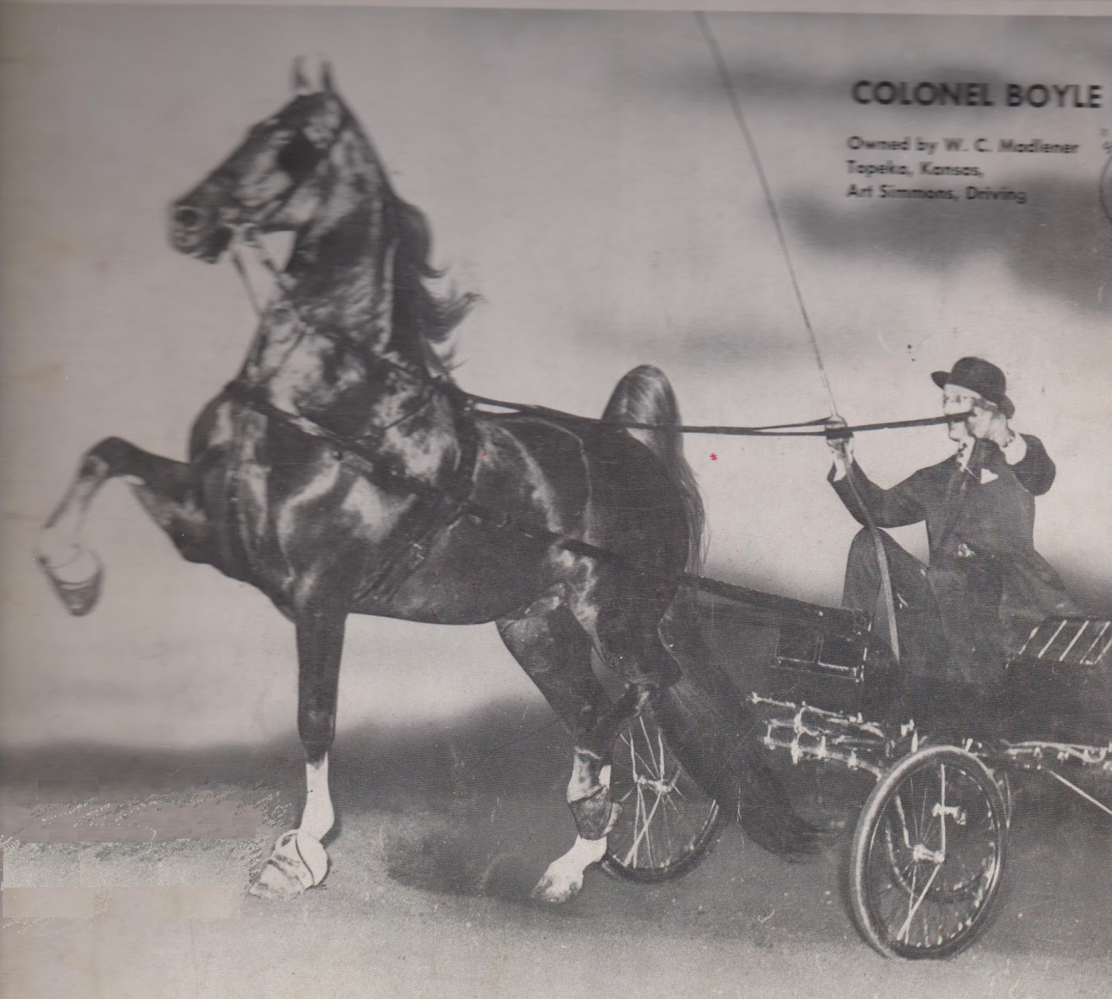 The American Saddlebred: 5/20/17 Fine Harness World's Grand Champions ...