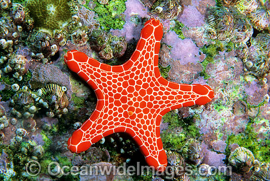 Starfish/Seastars: Sea Stars/ Starfish