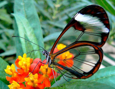 Kecantikan Rama-Rama Dari Penderitaan dan Kehinaan. - Relaks Minda