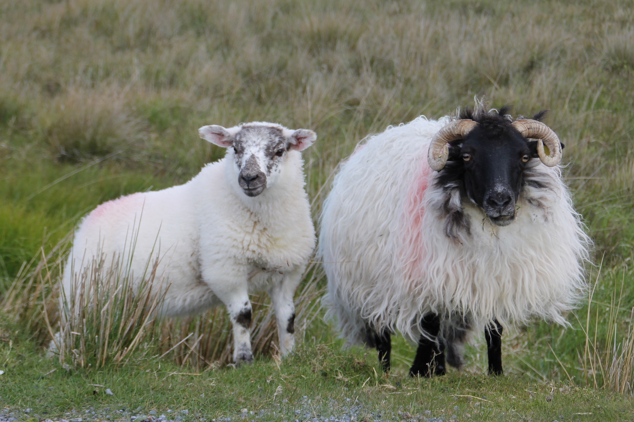 Buisson International: Ireland Road Trip: Connemara