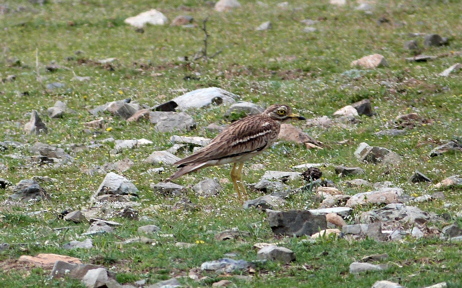 Frumusetile naturii: Pasarea ogorului (Burhinus oedicnemus)