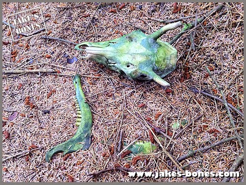 The common bone hardly anyone has heard of : Jake's Bones