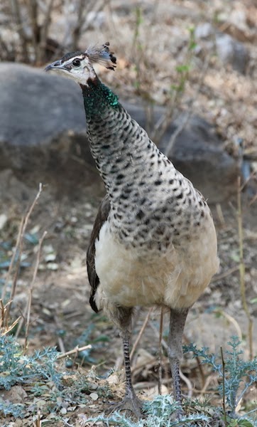 MOUNT ABU BIRDS MY PERSONAL COLLECTION: Photo Gallery Pheasants and ...