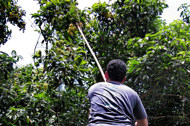 Farisz Momento: Makan Buah Rambutan