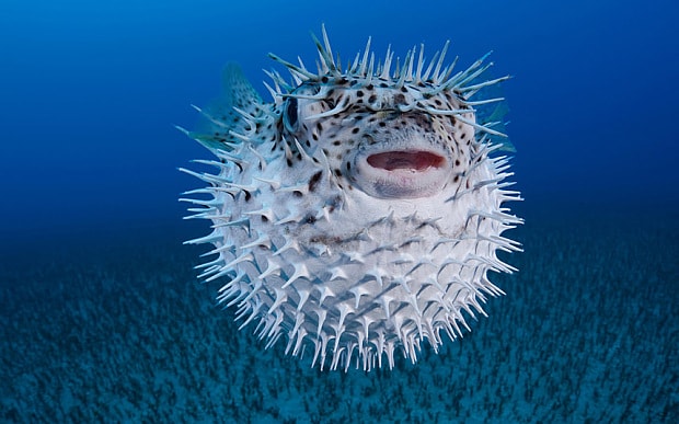 FOOD SAFETY: Puffer fish poisoning