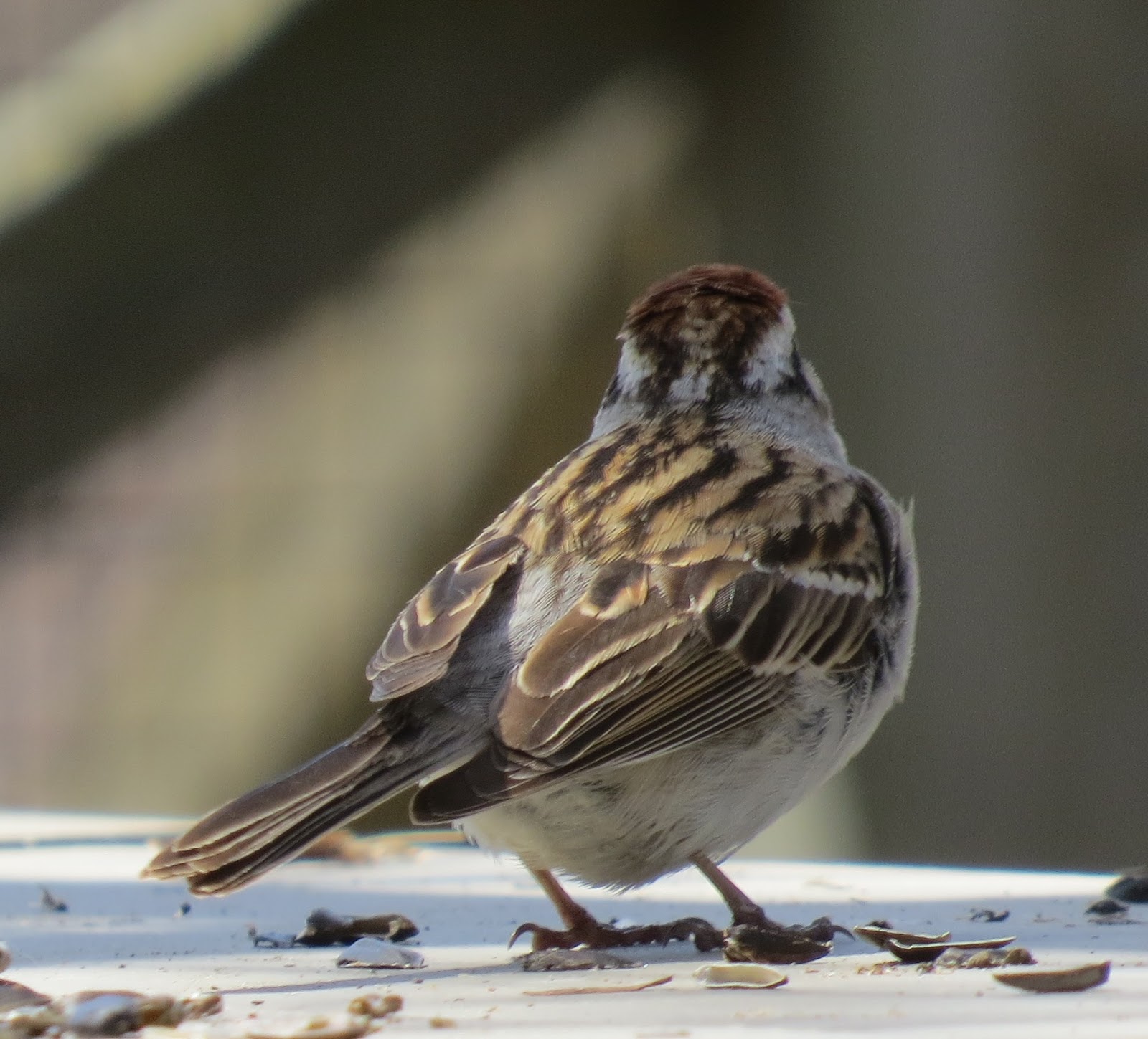 LGB's Nature Photos: Chipping Sparrows
