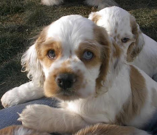 The Random Animal Blog: Cryptic Merle - The Controversy