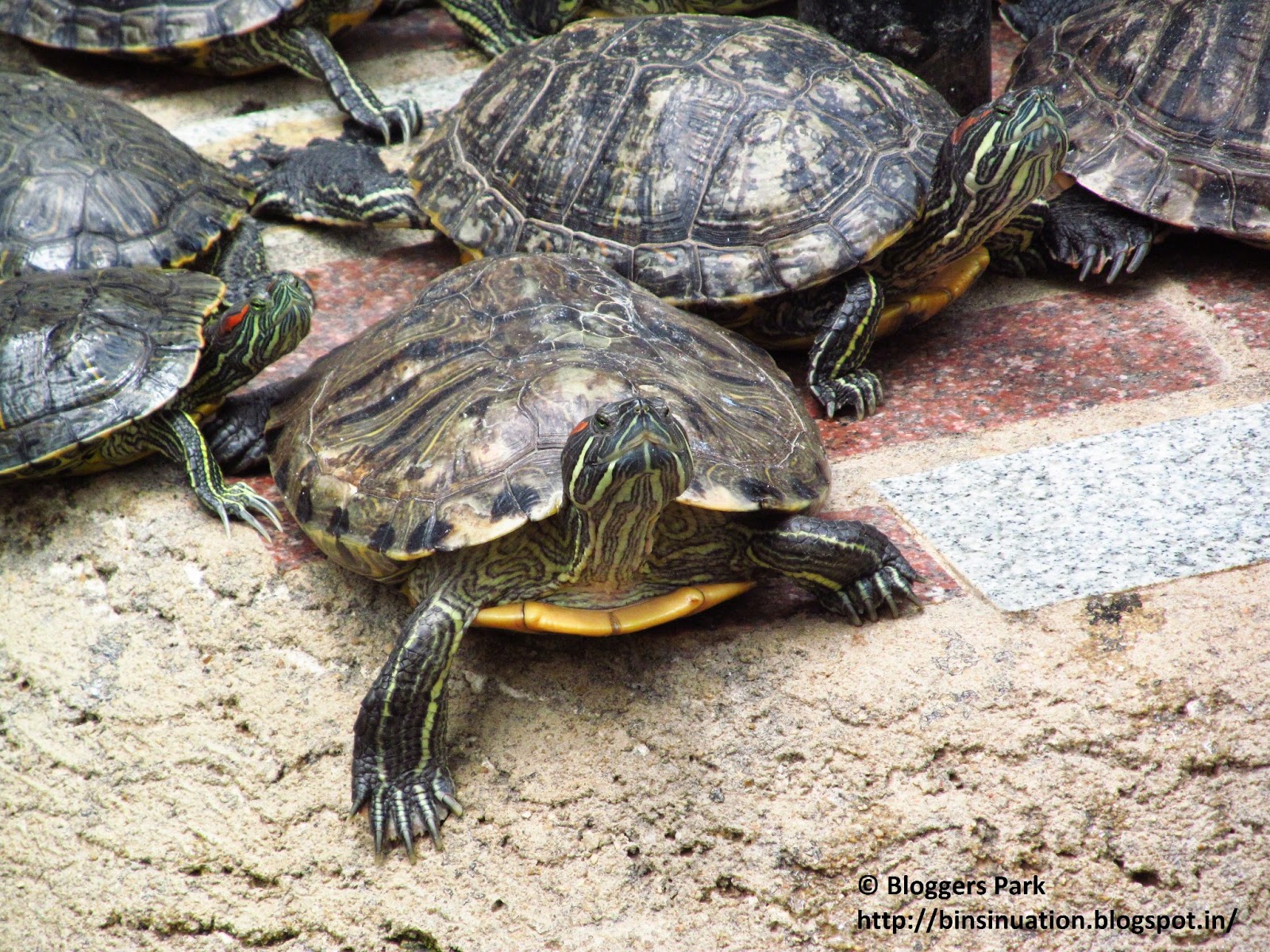 Bloggers Park: PhotoBlog: Turtles at Bannerghatta (Bangalore)
