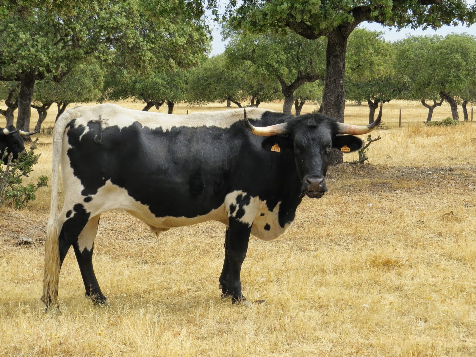 SEMENTALES BERRENDOS: BUEYES