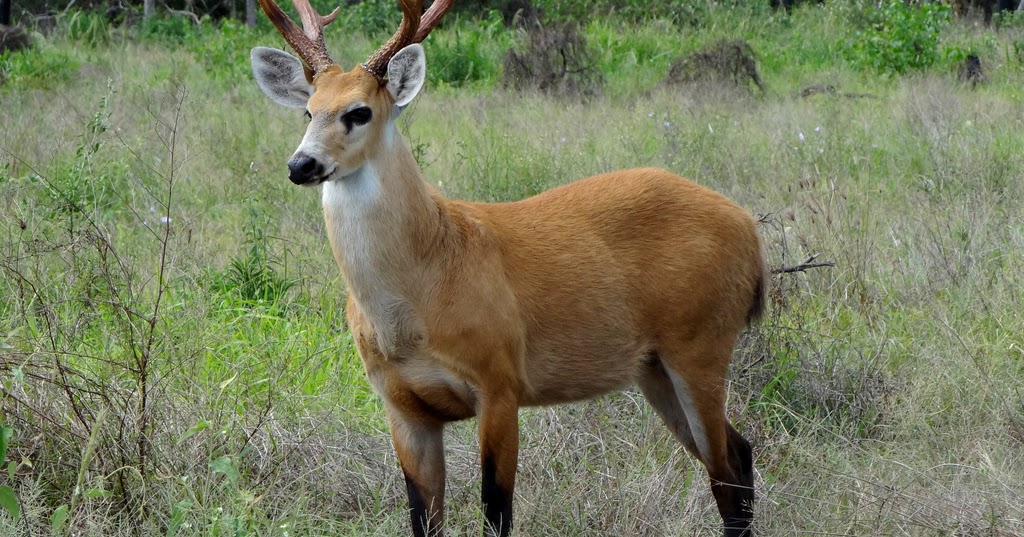 CiênciasEkos: Cervídeos do Brasil - Cervo-do-pantanal