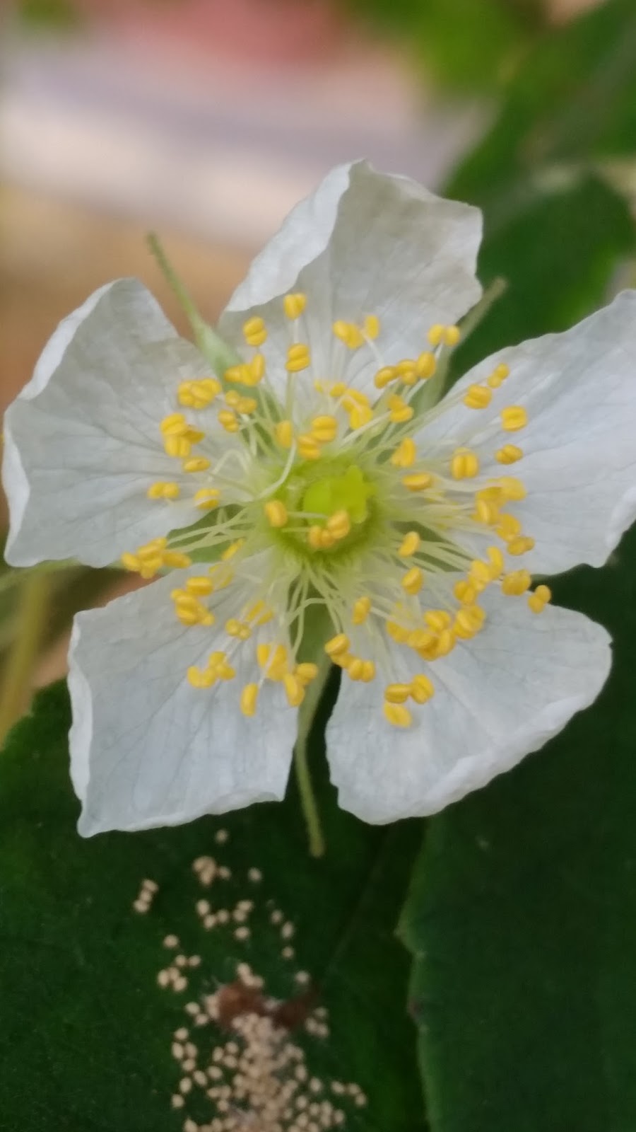 Warisan Petani: Pokok Ceri Kampung