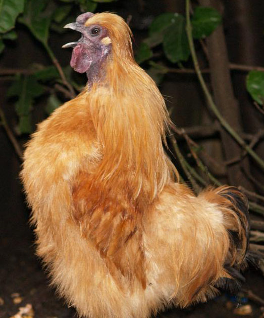 Sana pets: Golden Silkie