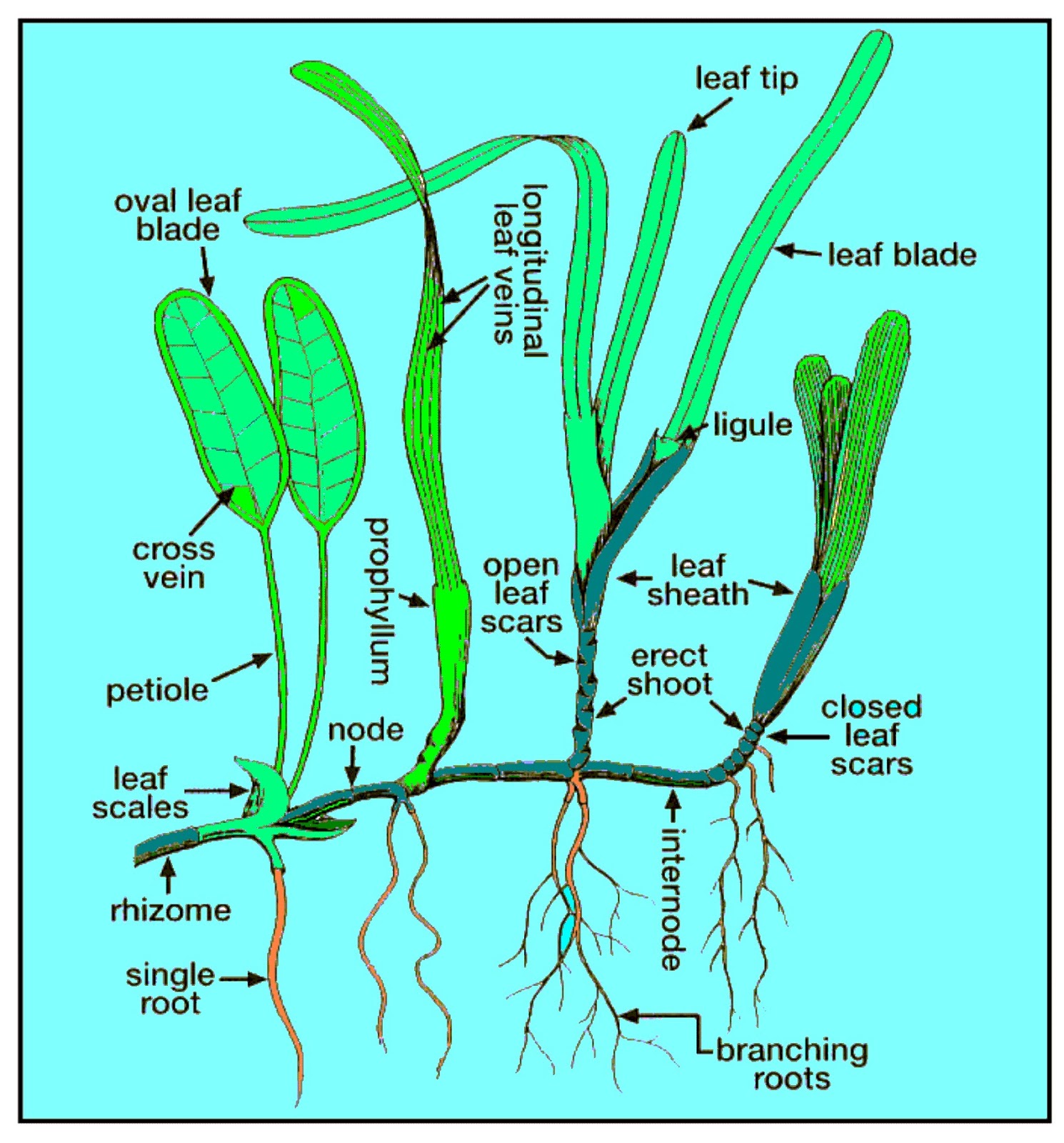 Mengenal Tumbuhan Lamun - Lalaukan