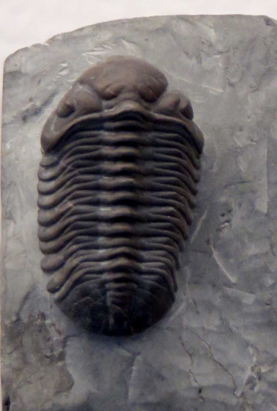 Louisville Fossils and Beyond: Phacops stokesi Trilobite Fossil