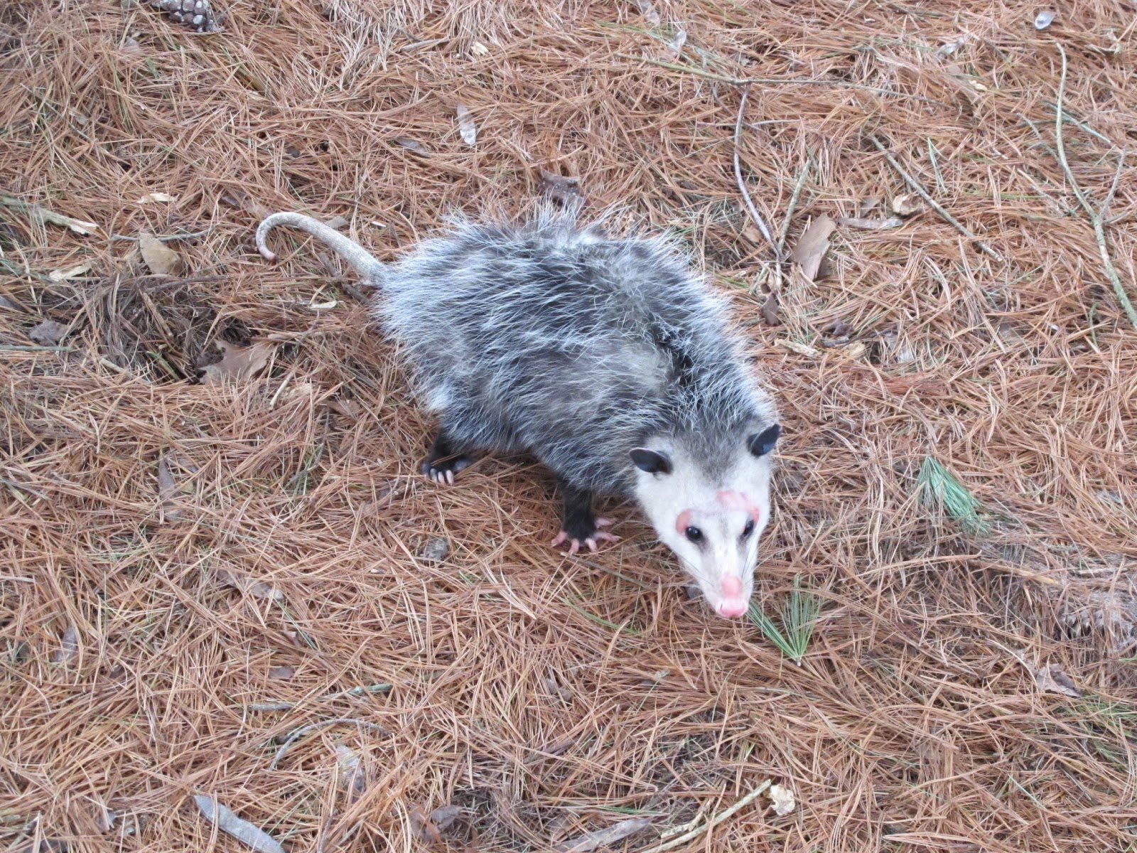 Blue Jay Barrens: Opossum