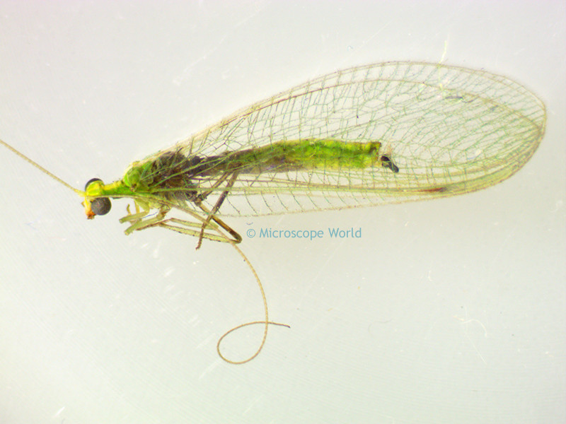 Microscope World Blog: Insects Under the Microscope