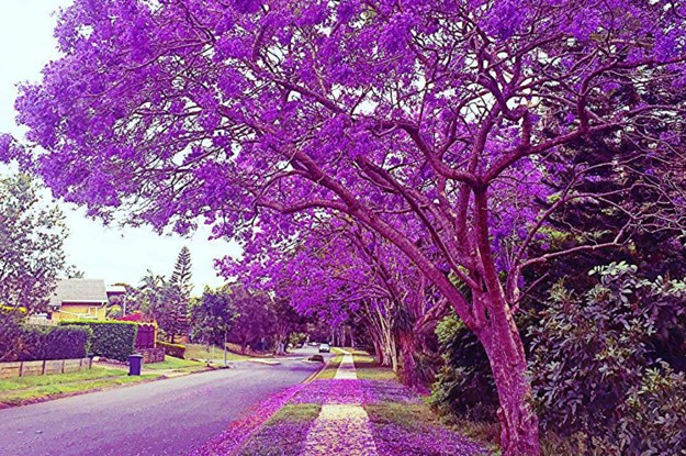 Mission Mexico: BLUE TREES