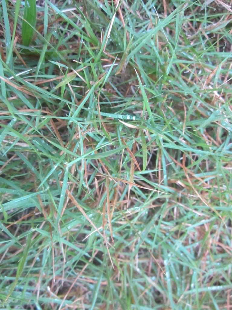 Cynodon Dactylon (Karuka Grass) | KERALA NATURE AND AYURVEDA