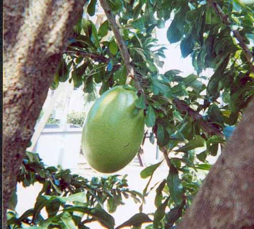 SUIVRE LES ACTIVITES DE LA PREMIERE DAME: Les Vertus de la Calebasse ...