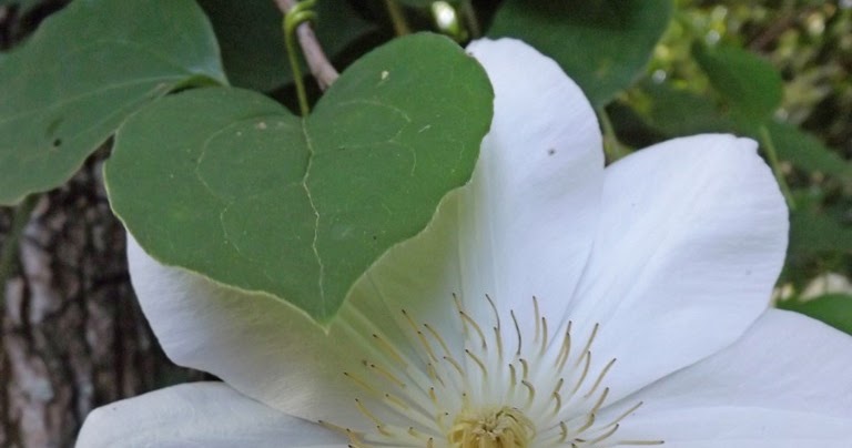 MARIETTE'S BACK TO BASICS: {Our Clematis lanuginosa 'Candida'}