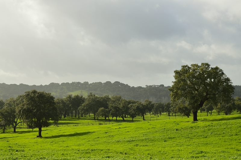 O melhor Alentejo do Mundo: Sitio de Cabrela (Montemor-o-Novo)