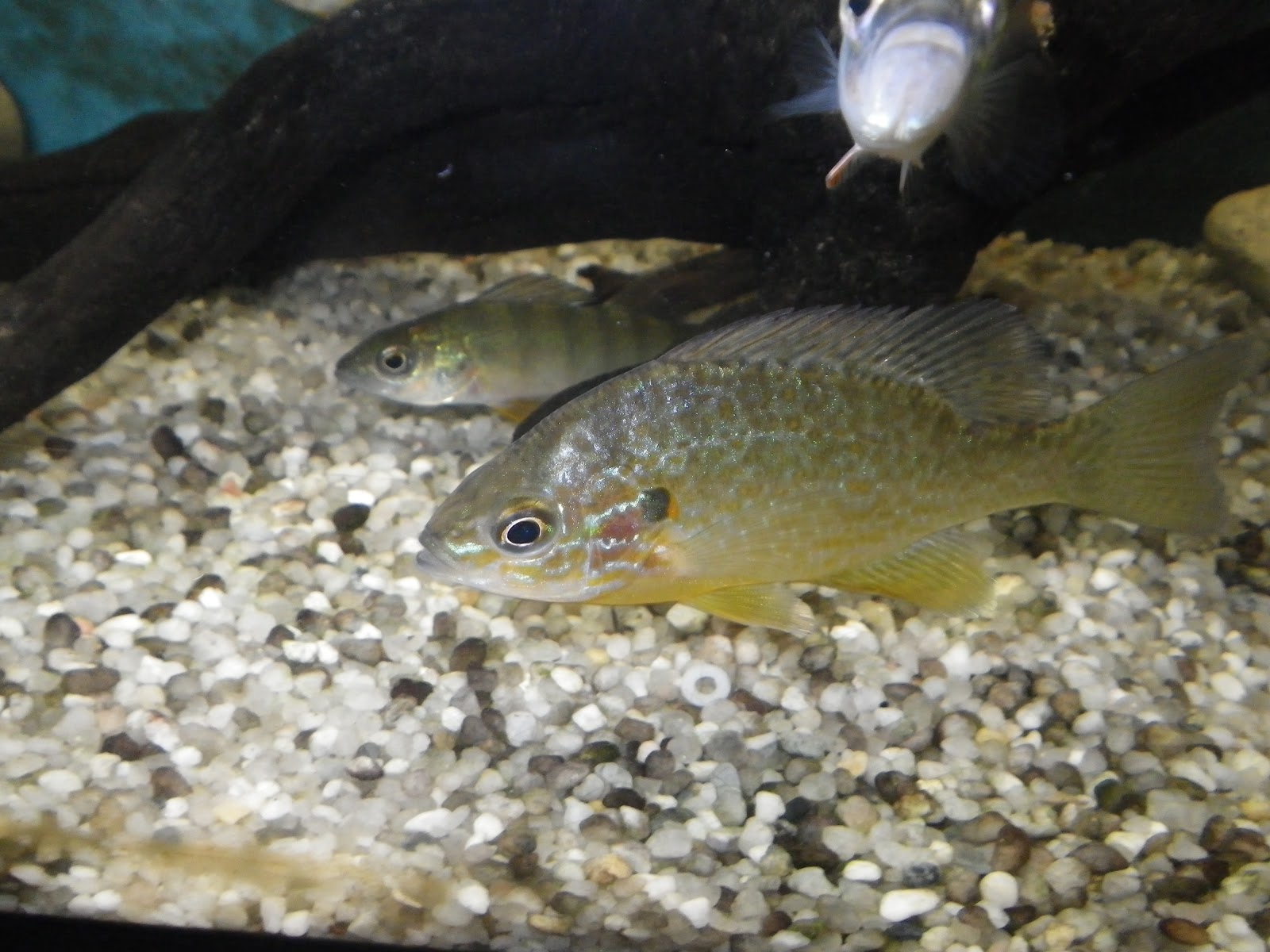 AcuarioBlogSencillo: Biotopo del curso medio del rió Muga