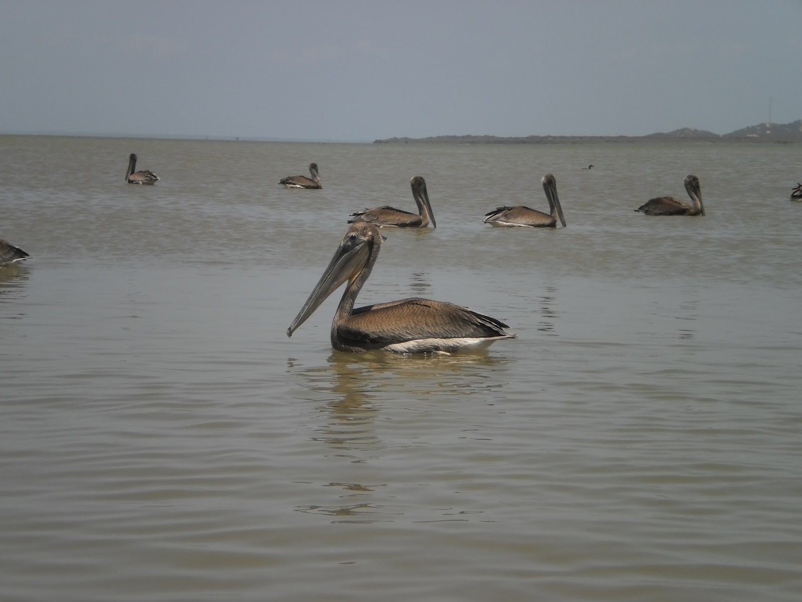 ActionAndEmotion: Isla Zapara- Edo. Zulia