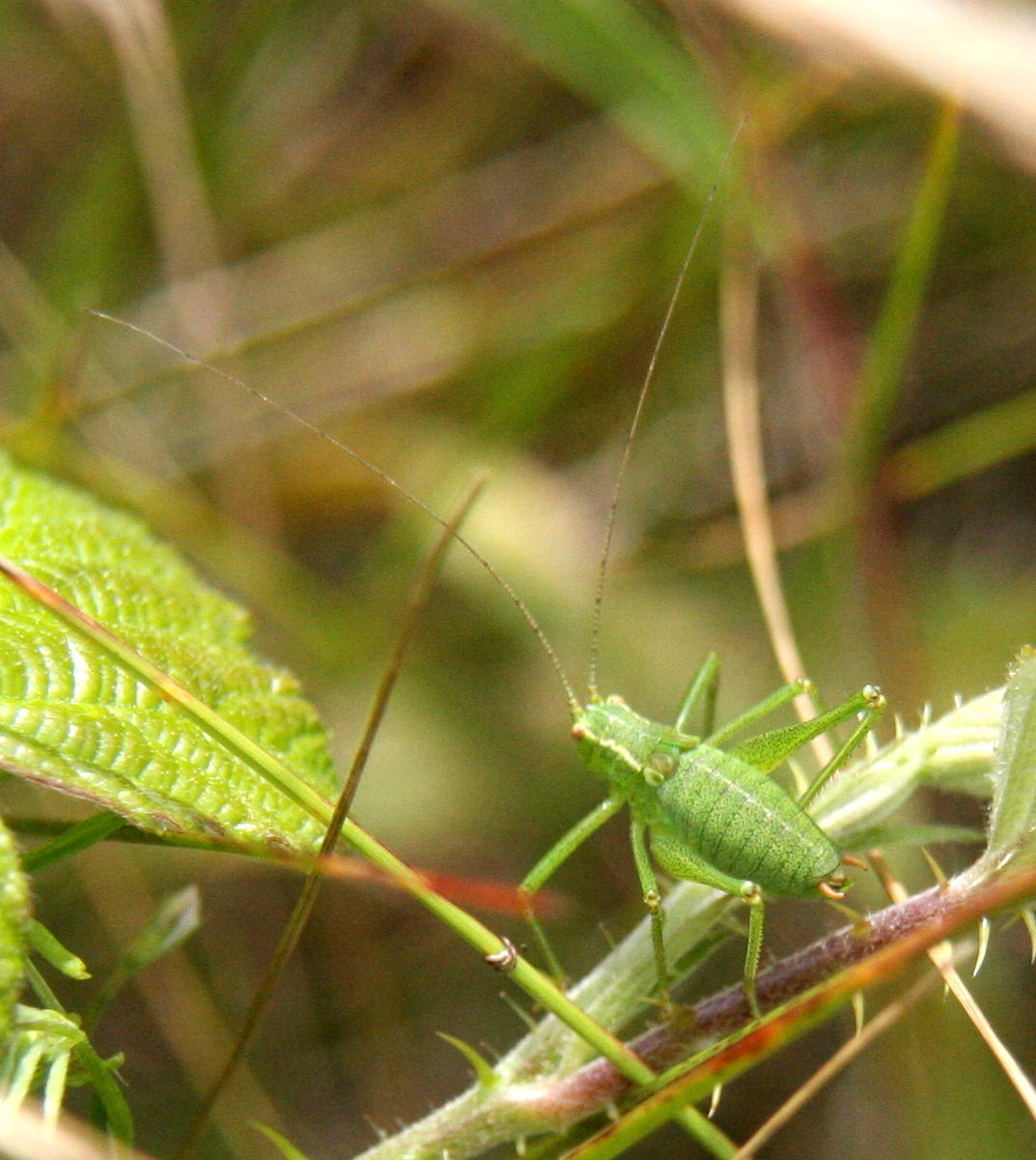 Birding with Flowers: Special Insects