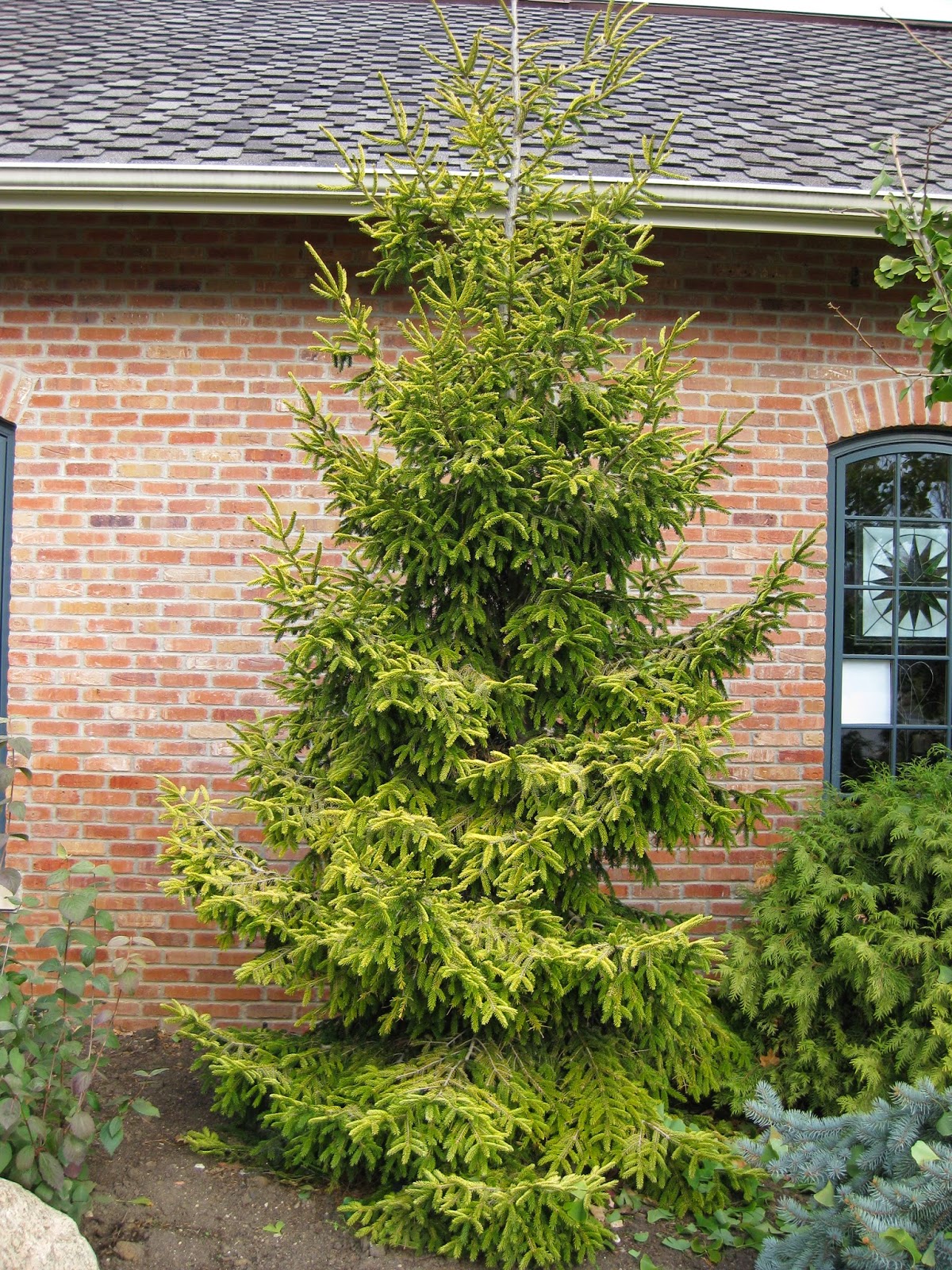 Golden Conifers in Winter - Rotary Botanical Gardens