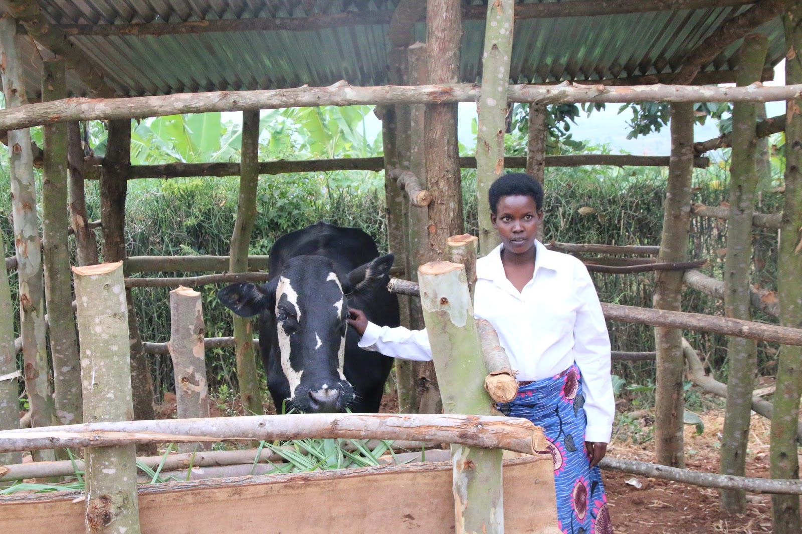 Tigo Rwanda/Blog: Tigo Rwanda Donates Cows to Gatsibo Genocide Survivors