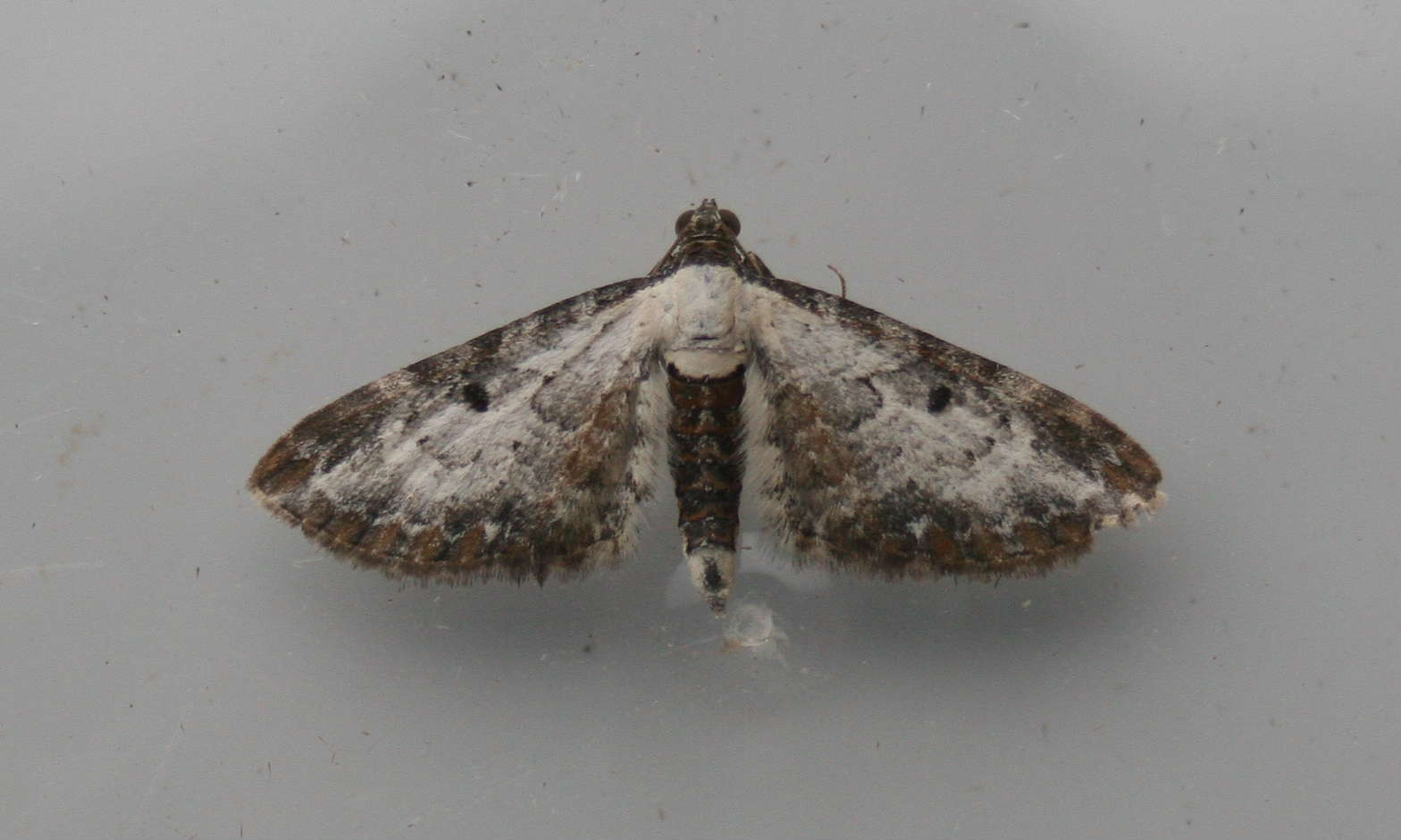 Jersey Moths: Night of 6th August