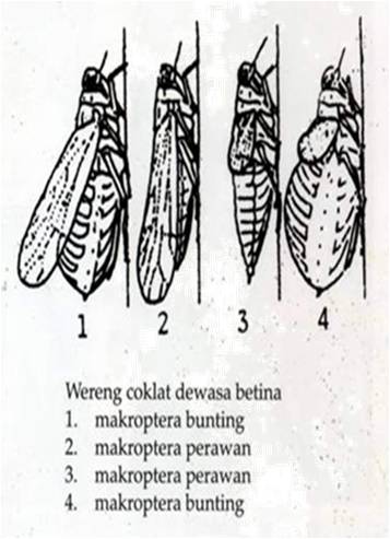 Budidaya Teknik dan Teknologi Pertanian: Pengendalian Hama Wereng