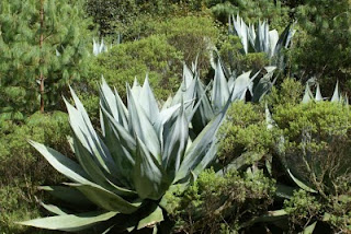 Vriksha Nursery: 10 common edible wild plants of Maharashtra (India)