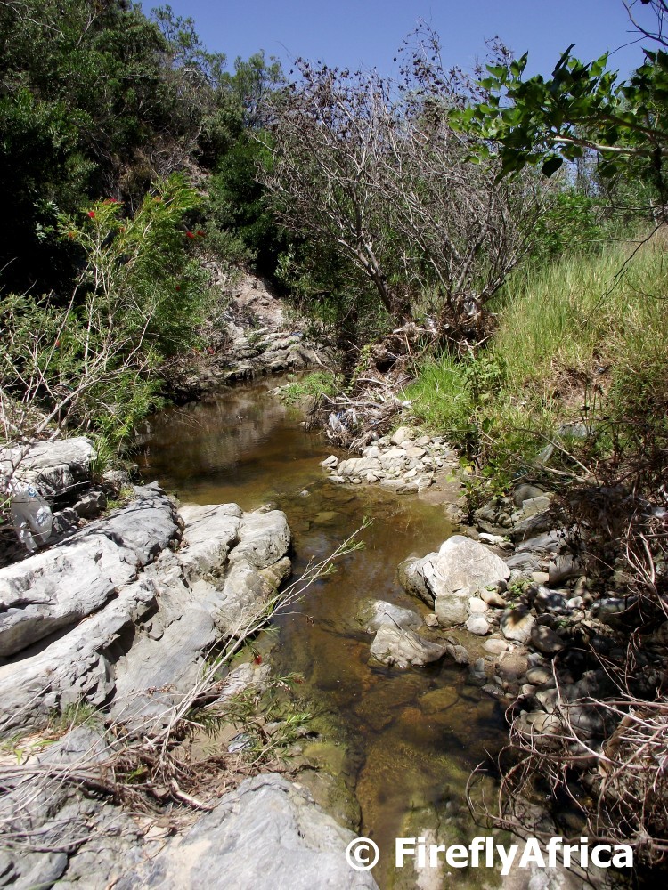 Port Elizabeth Daily Photo: Baakens River tributary