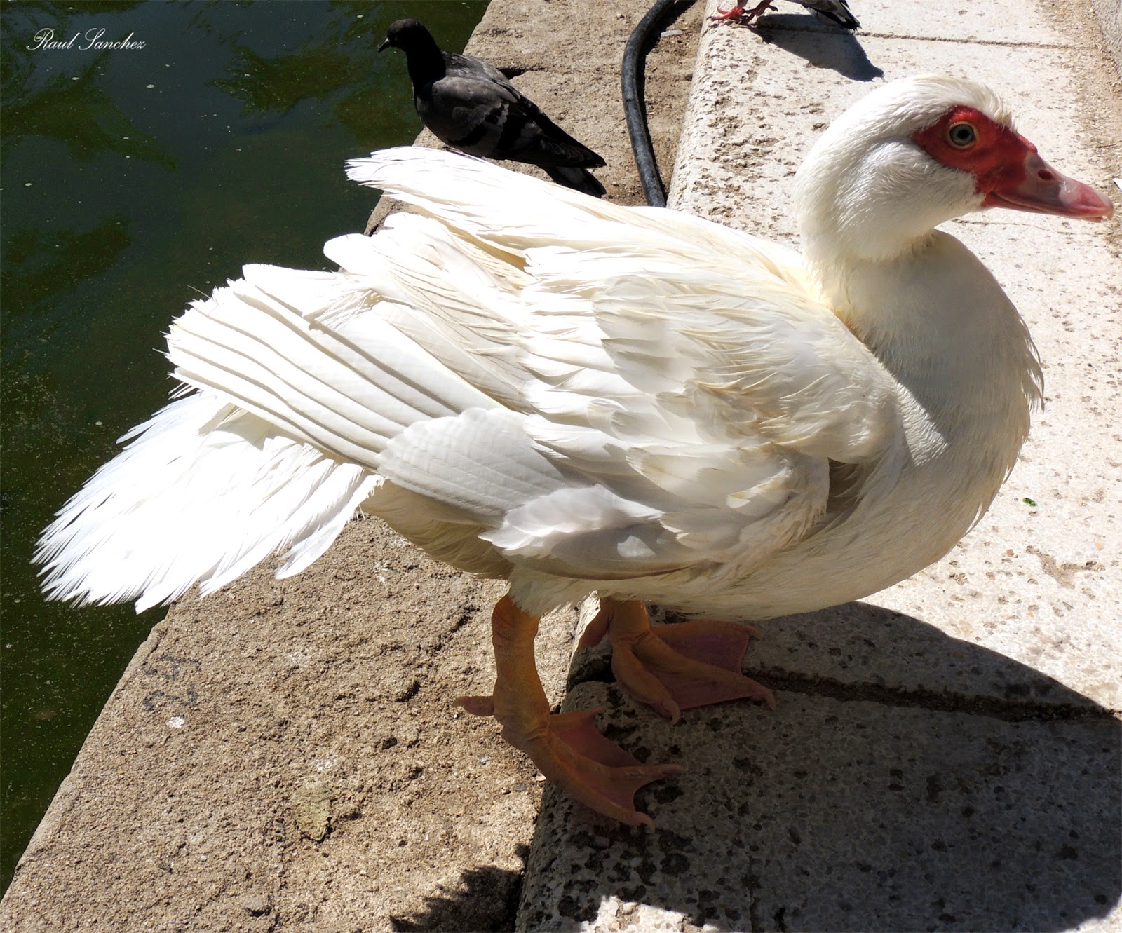 Naturaleza Viva : junio 2014