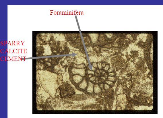 BATUAN SEDIMEN KARBONAT
