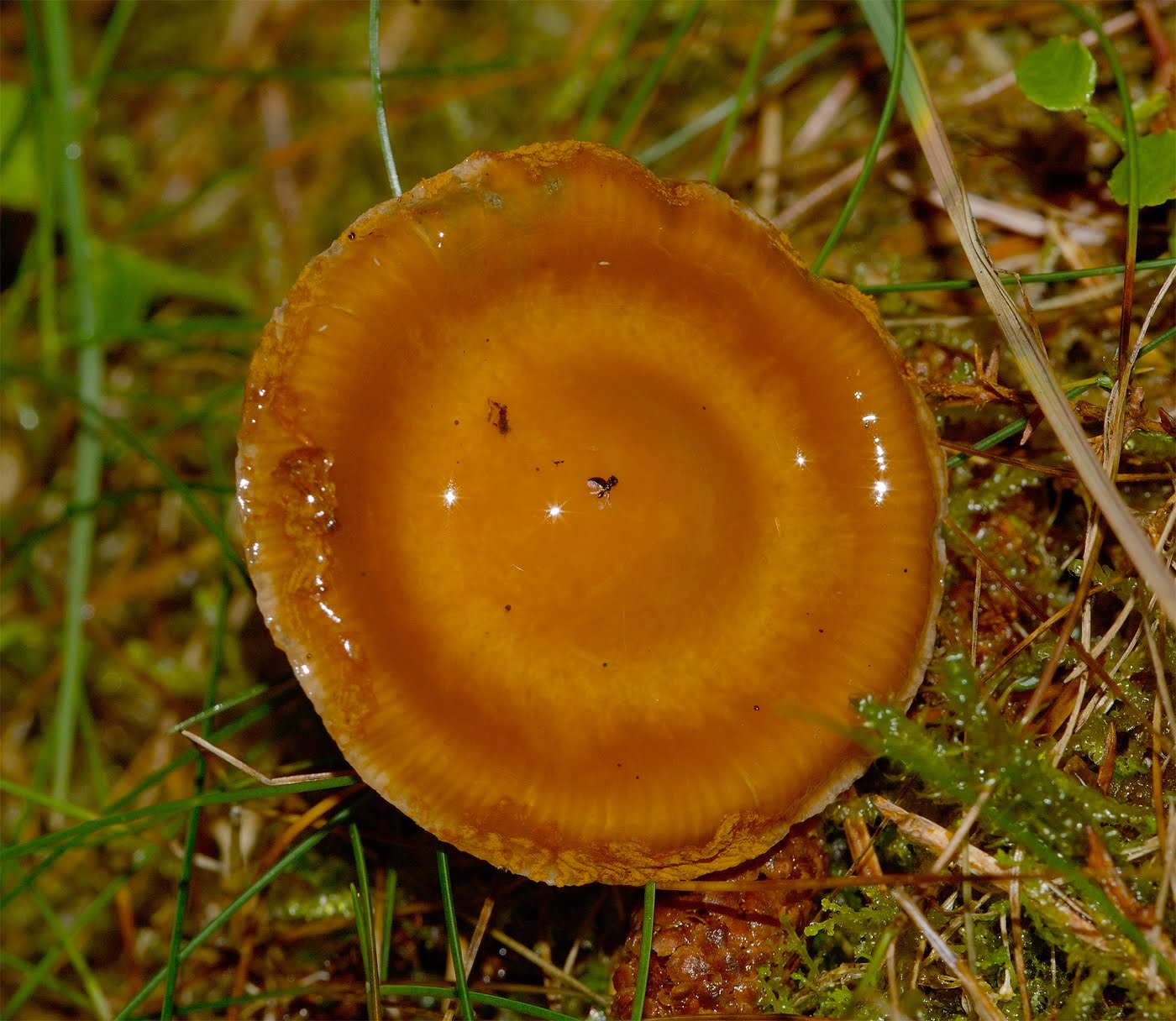 Scottish Wildlife Blog: Pappert Hill, West Dunbartonshire