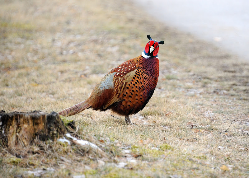 What Good Am I: Fasan