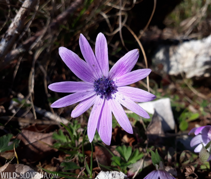 Carniolicum - Wildlife & Biodiversity in Slovenia: Early spring in Istria