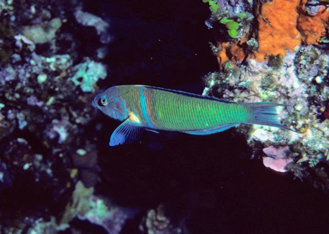 Artes de Pesca: VAMOS A PESCAR VERDE