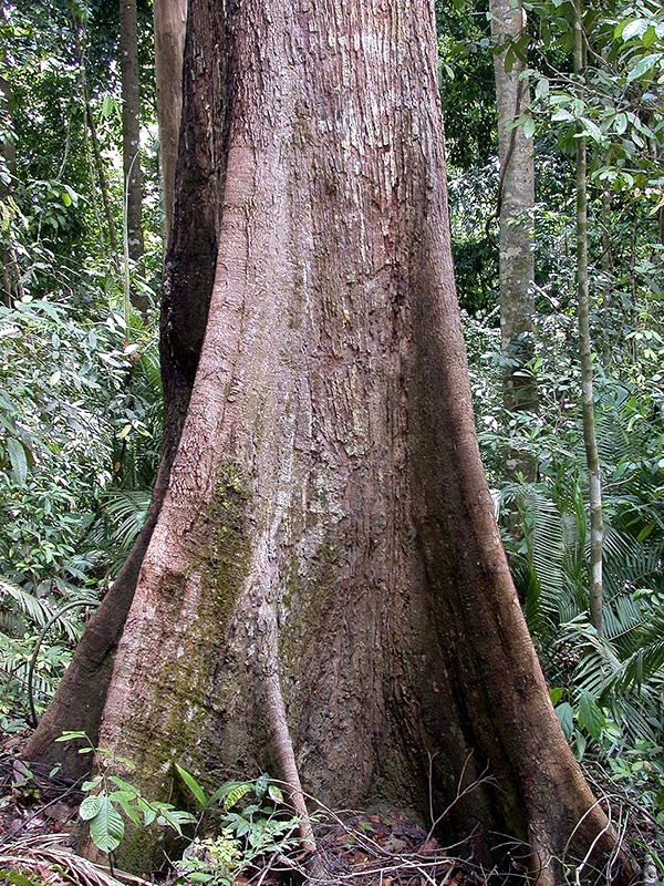 ศูนย์คุ้มครองพันธุ์พืชป่า จังหวัดชุมพร: ช้าม่วง