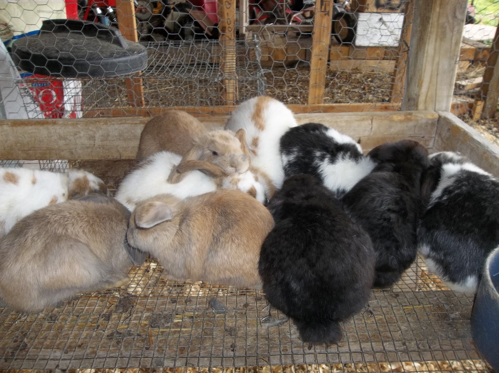 Silver Gate Rabbitry Bunny Blog