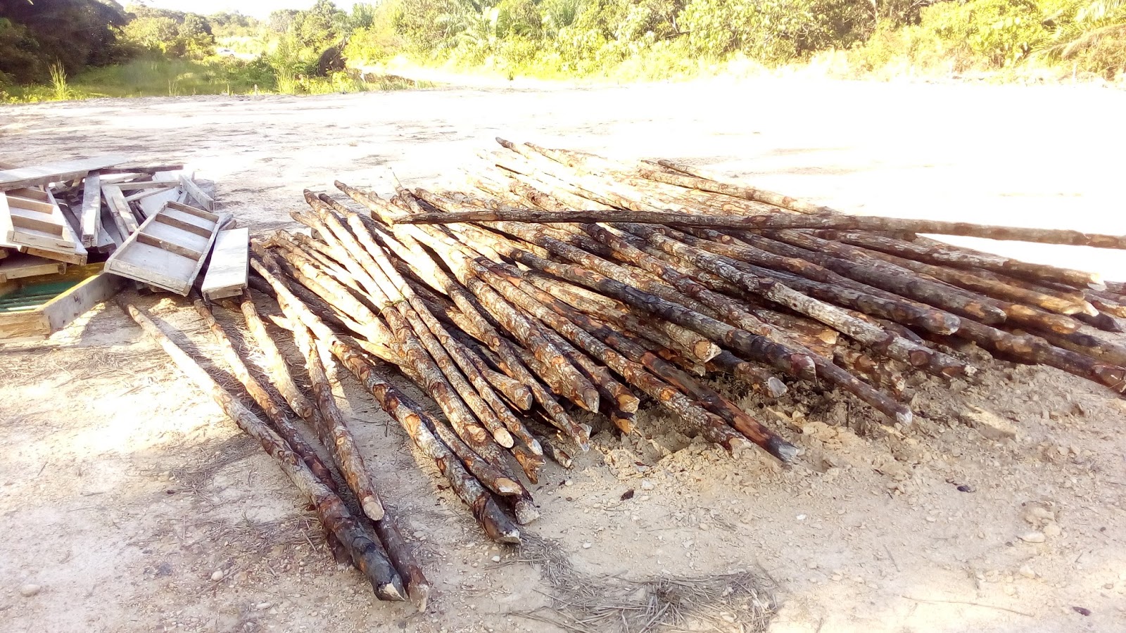 Tanam kayu piling bakau