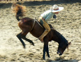 francisco lavin: EL CHARRO