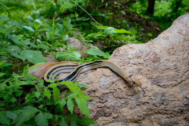 Ular Asli Indonesia: Ular Lanang Sapi (Coelognathus radiatus)